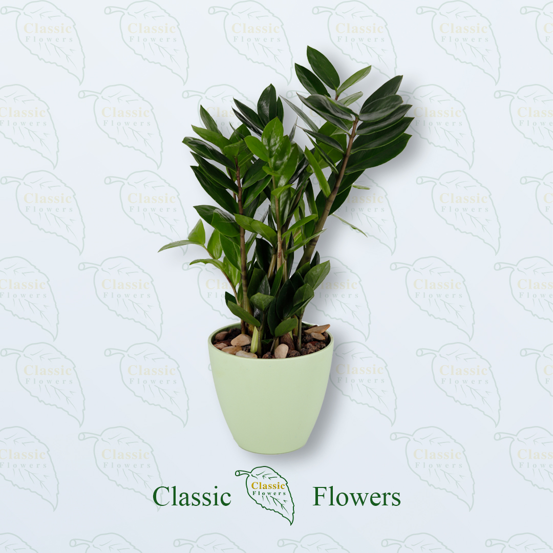 Classic Flowers » Zamia