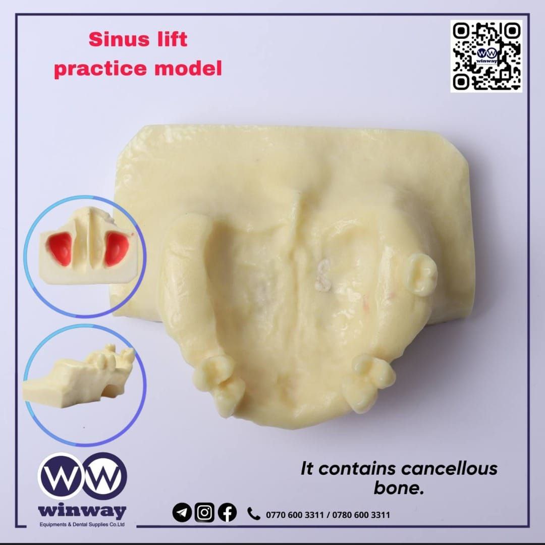 WinWay » Sinus Lift Model with Cancellous Bone(M2013)