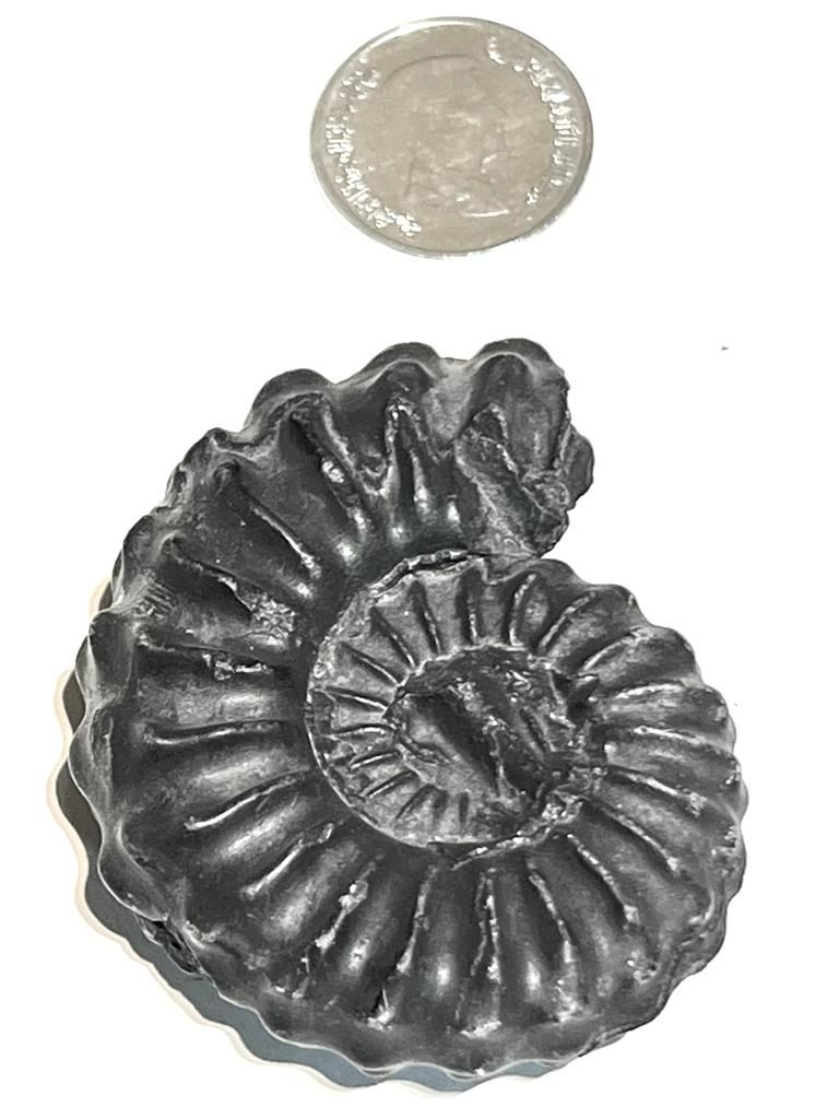 House of Fossils and Gems » Neodeshayesites Ammonite