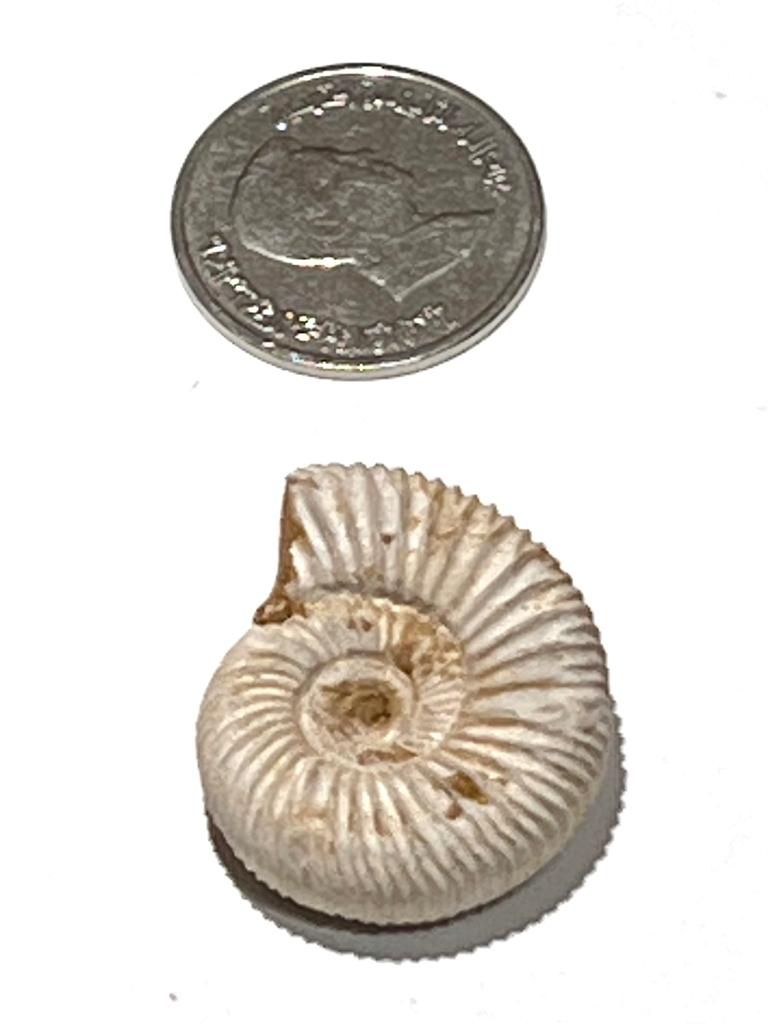 House of Fossils and Gems » Perisphinctes Ammonite