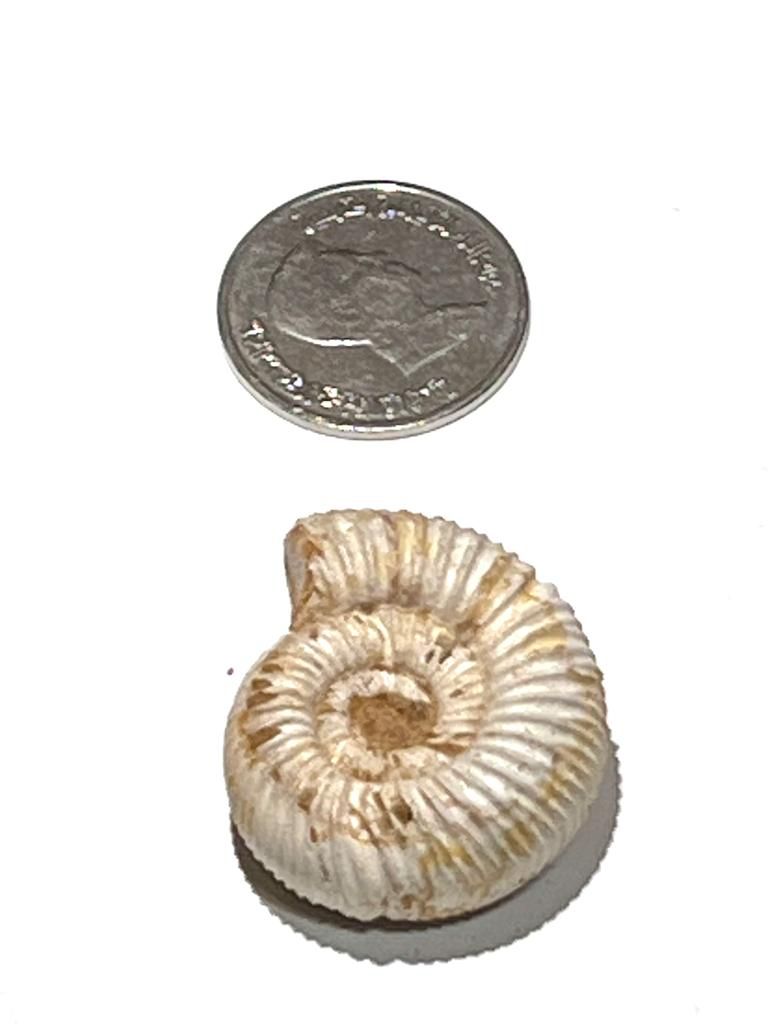 House of Fossils and Gems » Perisphinctes Ammonite