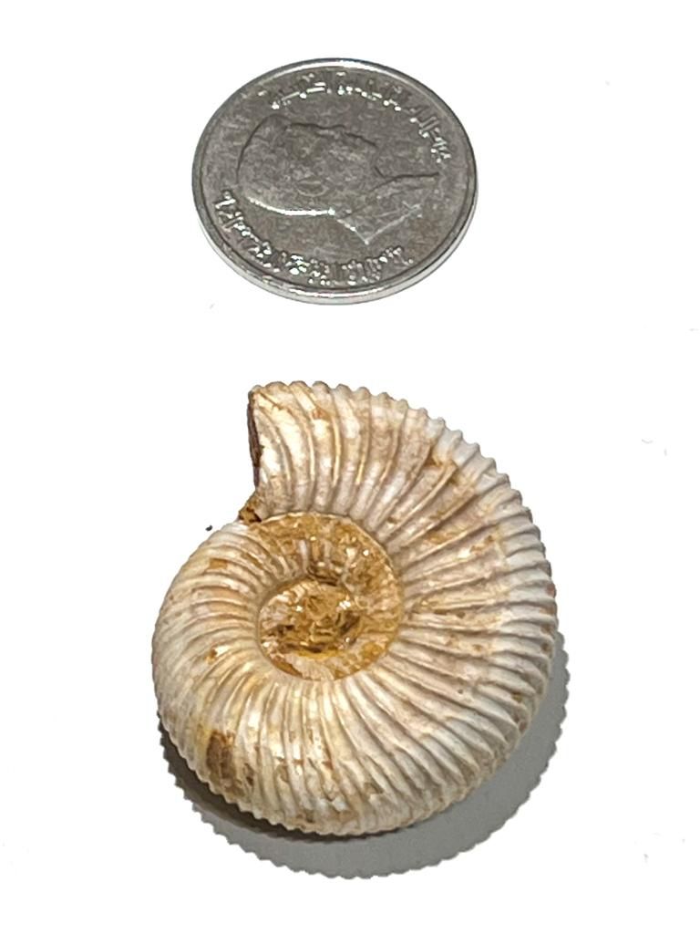 House of Fossils and Gems » Perisphinctes Ammonite