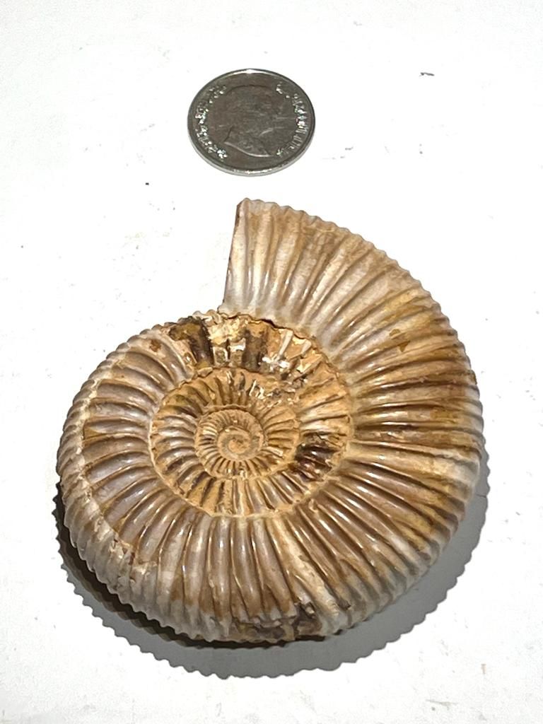 House of Fossils and Gems » Perisphinctes Ammonite
