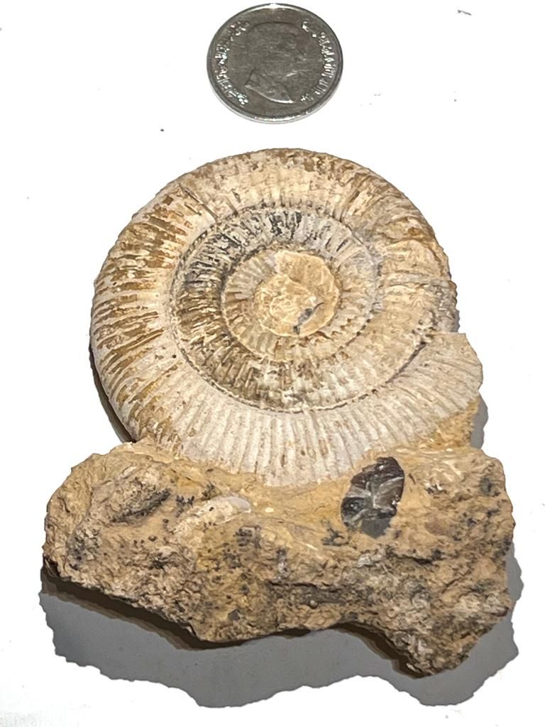 House of Fossils and Gems » Perisphinctes Ammonite
