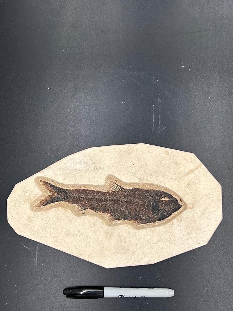 House of Fossils and Gems » Knightia Fish