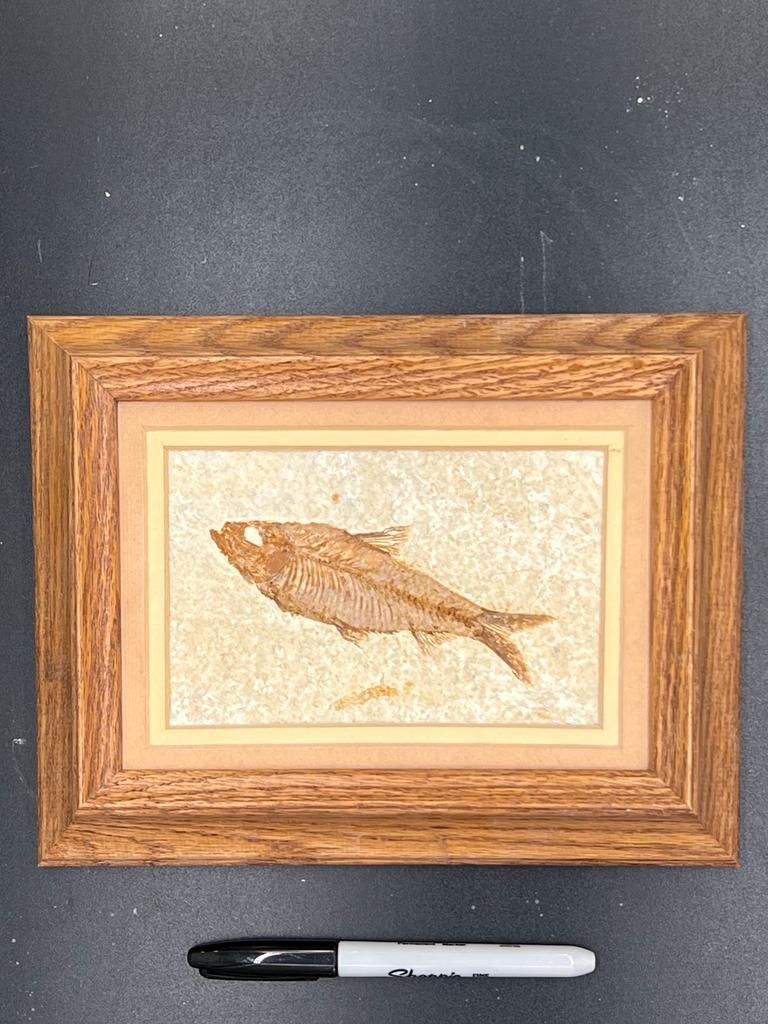 House of Fossils and Gems » Knightia Fish