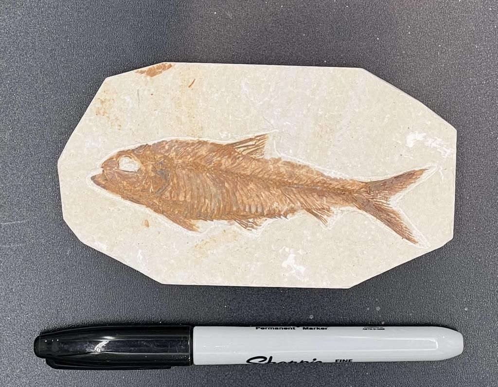 House of Fossils and Gems » Knightia Fish