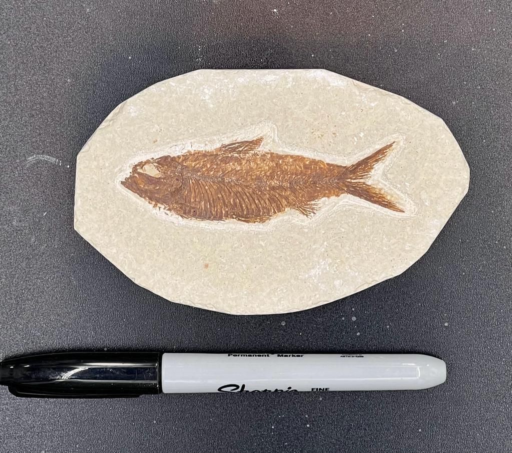 House of Fossils and Gems » Knightia Fish