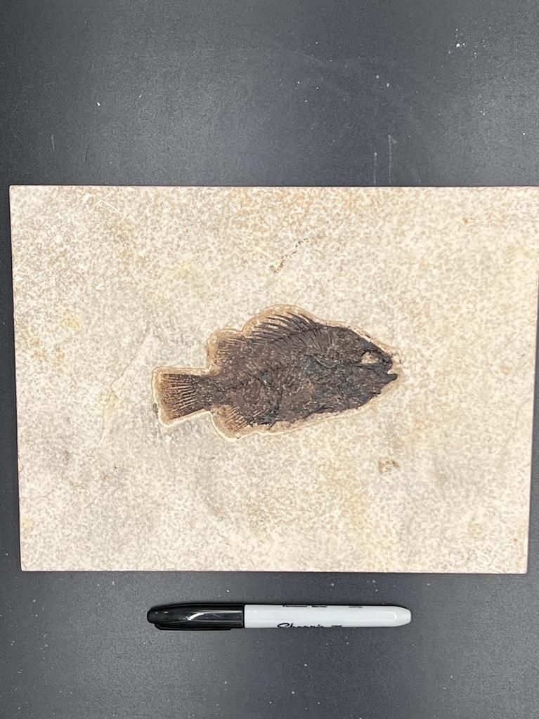 House of Fossils and Gems » Priscacara Fish