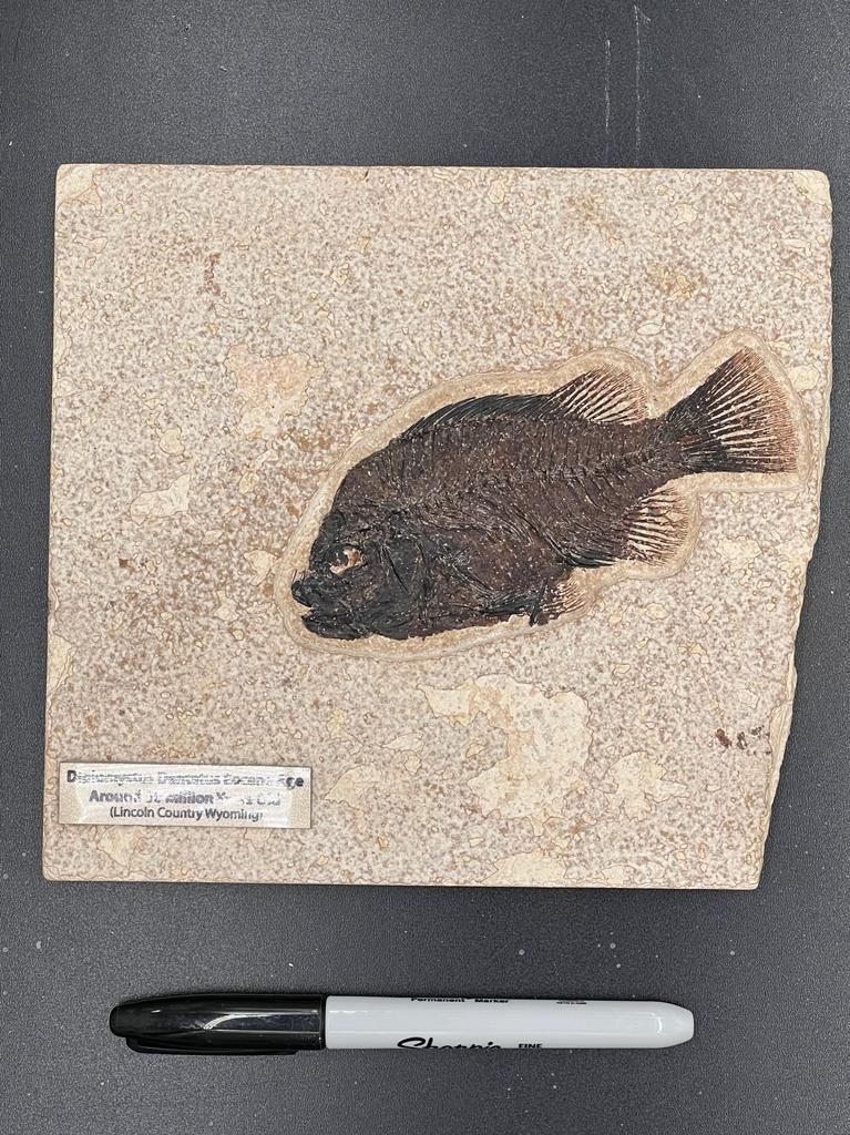 House of Fossils and Gems » Priscacara Fish